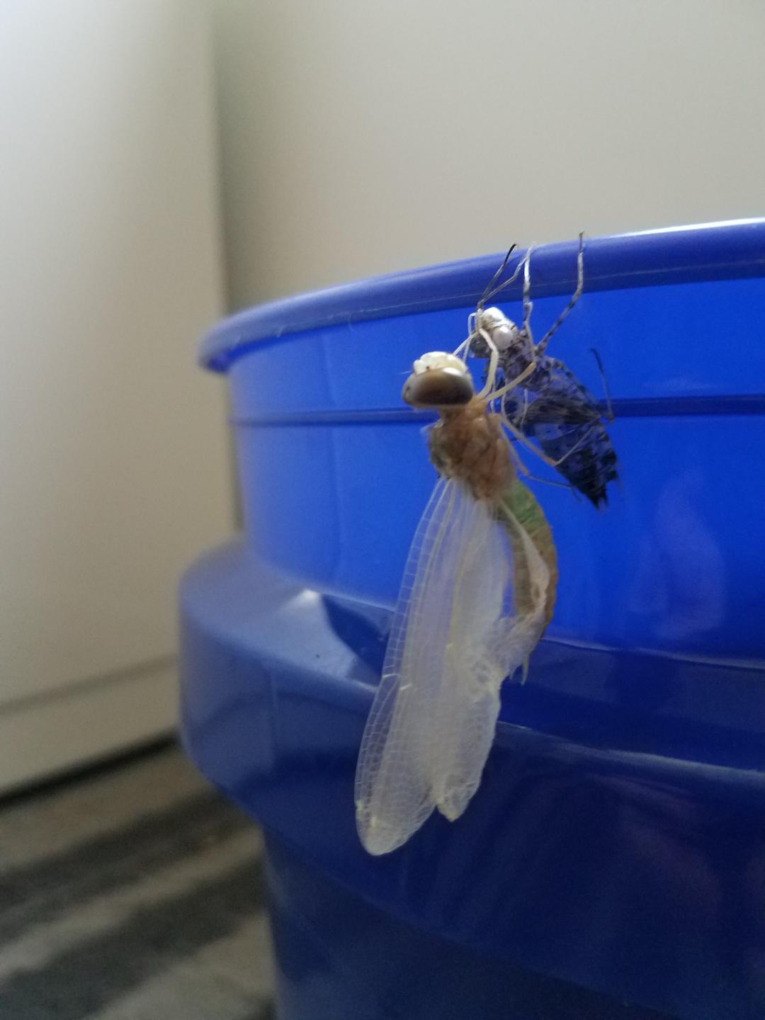 Dragonflies in Da House, Baby!!! – Andi Newton